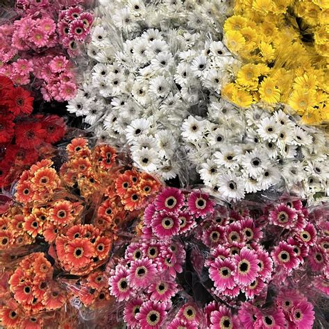 Gerbera Mini The Flower Express