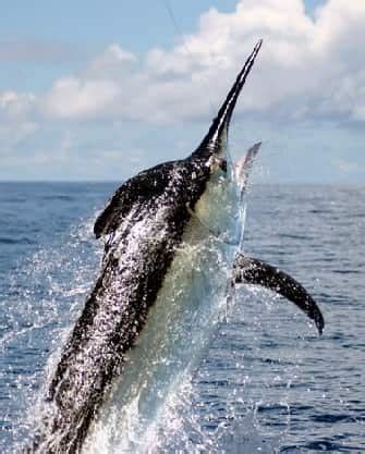 Black Marlin Facts