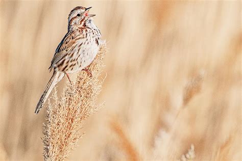 Singing Song Sparrow Photograph By Wesley Gilson Fine Art America
