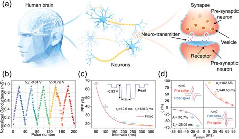 A Schematics Diagram Of Human Brain Neurons And Synaptic Structure