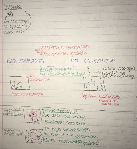 Bio Chapter 4 Test Part 2 Flashcards Quizlet