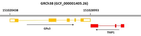 GPX3 (Glutathione peroxidase 3)