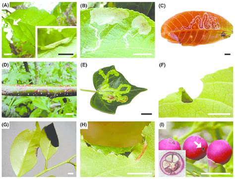 Larval Habitus Of Exemplar Species From Each Of The Eight Gracillariid