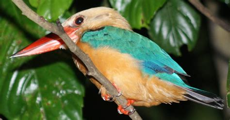 Southeast Asia Birds