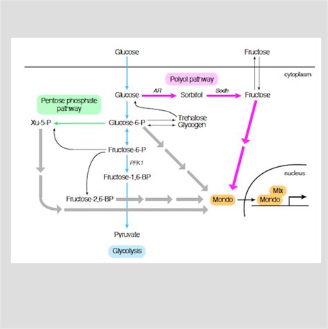 Sorbitol Pathway