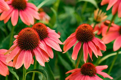 26 Late Summer Flowers You Can Still Plant For A Pop Of Color