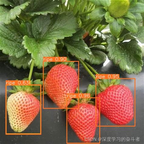 Yolov8草莓及病害检测项目开发（python开发，带有训练模型，可以重新训练，并有pyqt5界面可视化）opecv Bilili Csdn博客