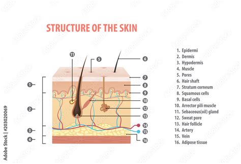 Structure Of The Skin Info With Number Illustration Vector On White