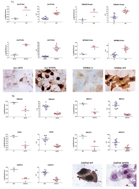 comparison of the microarray and in situ hybridization results the