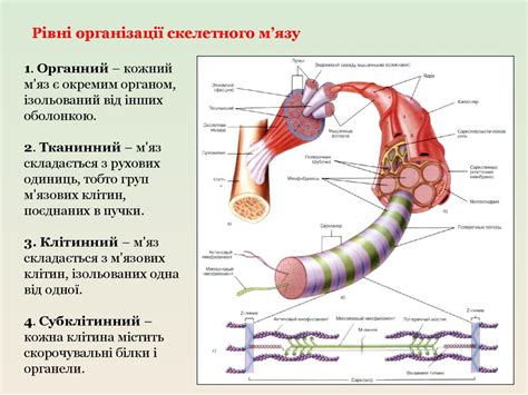 Фізіологічні аспекти рухової активності людини презентация онлайн