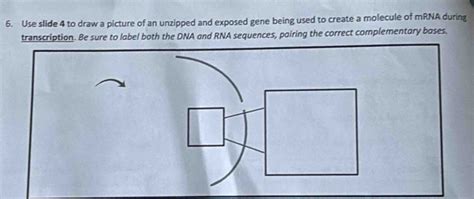 Solved Use Slide 4 To Draw A Picture Of An Unzipped And Exposed Gene Being Used To Create A