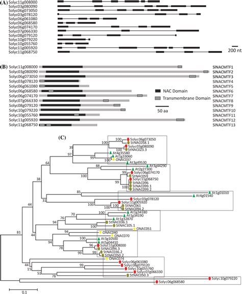 Gene Structure Protein Domains And Phylogenetic Relatedness Analysis