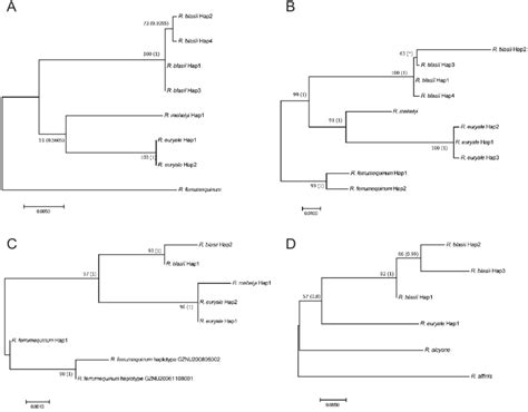 consensus trees of the maximum likelihood and bayesian inference