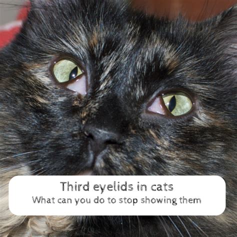 Third Eyelid In Cats What Can You Do To Stop Showing Them