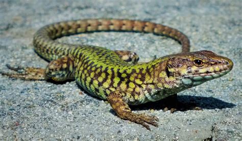 Common Wall Lizard Facts Distribution And Population Biodb