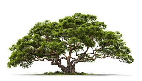 Premium Photo Isolated Tree Elevation Side View On White