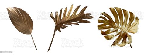 공백 배경에 금색으로 열대 잎 세트 추상 리프 장식 디자인클리핑 경로 0명에 대한 스톡 사진 및 기타 이미지 0명 경관 과학 Istock