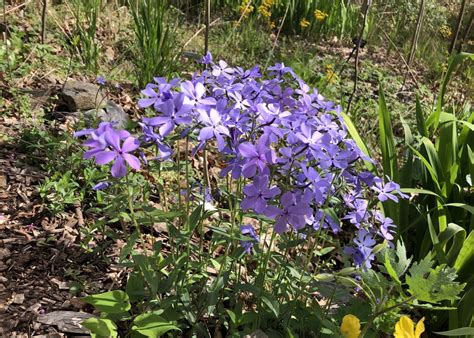 Phlox Divaricata Blue Phlox Eastern Blue Phlox Louisiana Phlox