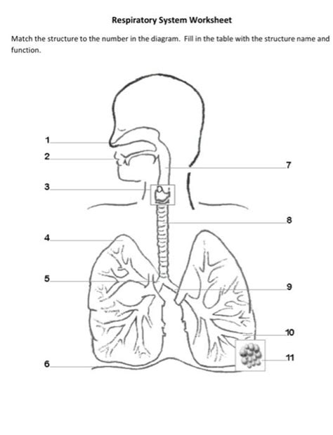 Free the respiratory system worksheet, Download Free the respiratory system worksheet png images ...