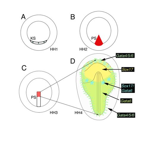 Schematic Drawing Of Definitive Endoderm Origin A Precursors Of The Download Scientific