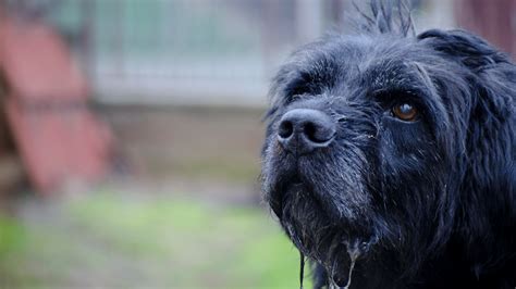 Why Is My Dog Suddenly Drooling A Lot Volhard Dog Nutrition