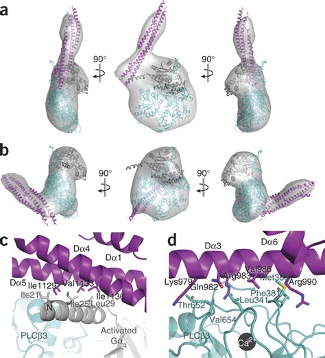 The Distal Ctd Interacts With The N Terminal Helix Of Gαq And The Plcβ3