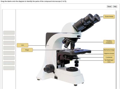 Texts Drag The Labels Onto The Diagram To Identify The Parts Of The