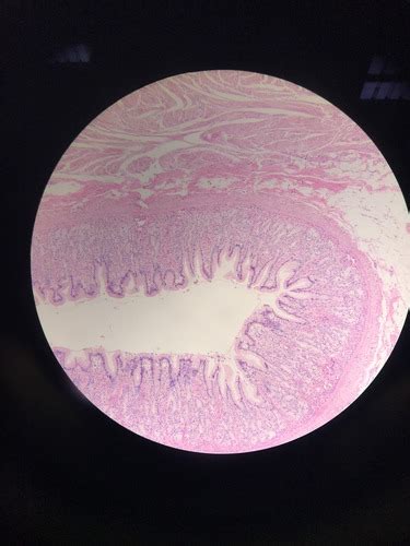 Lab 2 Anatomy 215 Flashcards Quizlet