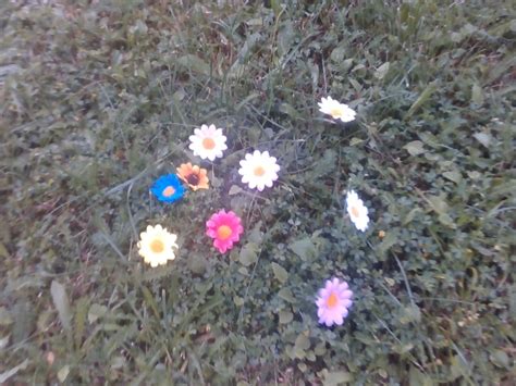 Flower Detection Object Detection Dataset By Flower