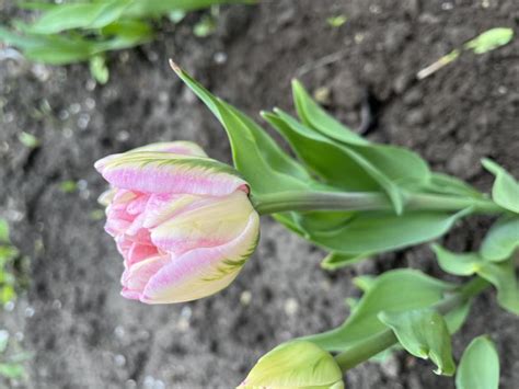 Купить Луковицы Тюльпанов в Украине Недорого - FLORIUM