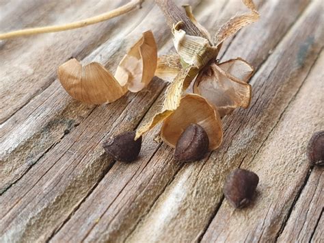 Samen Aus Winden Trichterwinden Ipomoa Gewinnen So Findest Du Sie