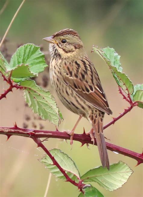 Fall Sparrow Migration Mcrcd