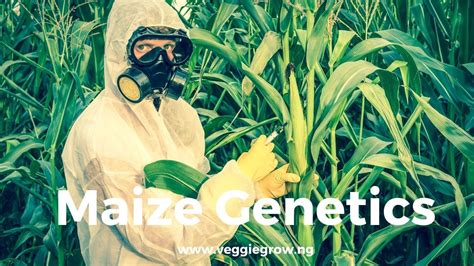 Botany Physiology And Genetics Of Maize Veggie Grow
