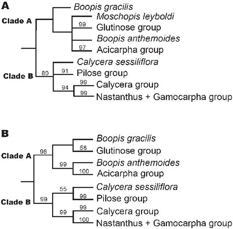 Schematic Representation Of The Strict Consensus Tree Of All Most Download Scientific Diagram