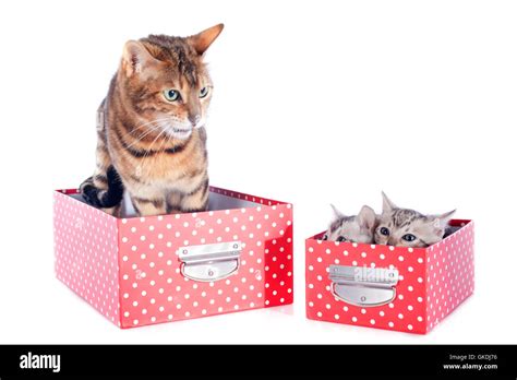 Adult Three Mother Stock Photo Alamy