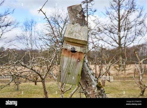 Wooden Nesting Box In A Tree Stock Photo Alamy