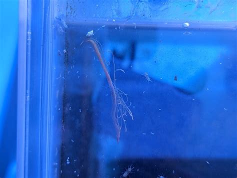 Worm Id Please Identification Forum Nano Reef Community