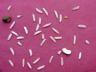 GitHub Nayana Quality Testing Of Food Grains Batch A Model For Quality Testing Of Food