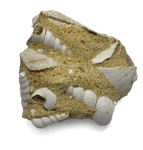 Fossils For Sale Fossils Miocene Gastropods From France