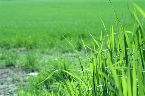 Greengrass By Lilyplastica On Deviantart