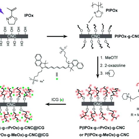 Scheme 13 Preparation Of Poly2 Oxazoline Modified Cncs Using