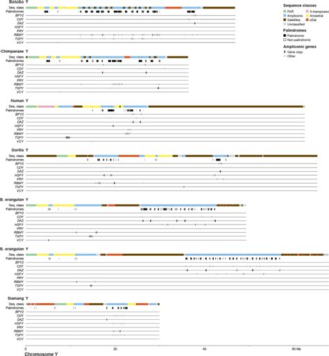 The Complete Sequence And Comparative Analysis Of Ape Sex Chromosomes Pmc The Complete Sequence And Comparative Analysis Of Ape Sex Chromosomes Pmc
