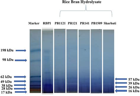 Sds‐page Analysis Of Proteins Extracted From Various Rice Bran