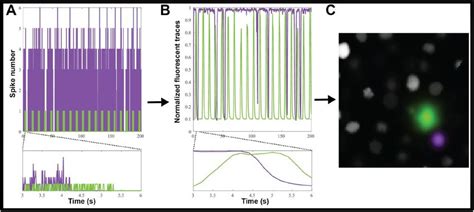 Creating Simulated Calcium Imaging Datasets A An Example Simulated Download Scientific