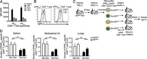 id2 mediated inhibition of e2a represses memory cd8 t cell