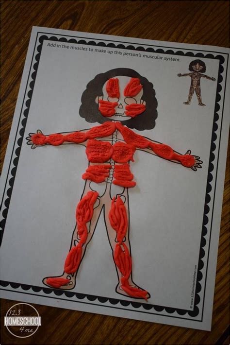 Muscular System Body Preschool Preschool Activity Muscular System For