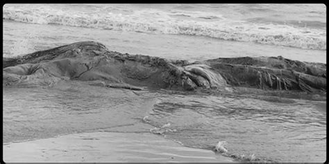 พบซาก “วาฬ” ตายเกยหาดแหลมตะลุมพุก รอตรวจสอบสาเหตุการตาย