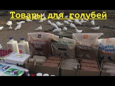 Минералка для голубей! Хищник забрал голубку! - YouTube