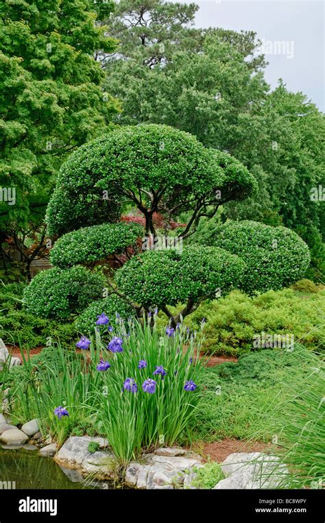 Trees And Flowers In A Japanese Garden Stock Photo Alamy