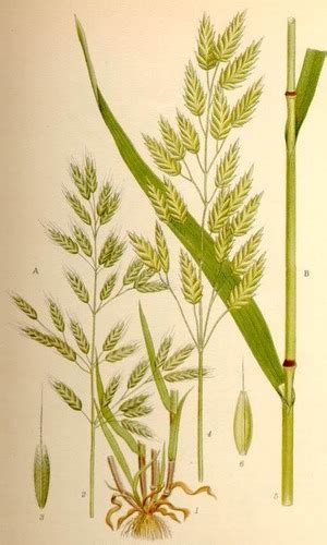 Grasses And Grass Like Species Flashcards Quizlet